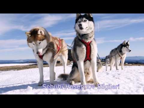 ƏN TƏHLÜKƏLİ 10 İT