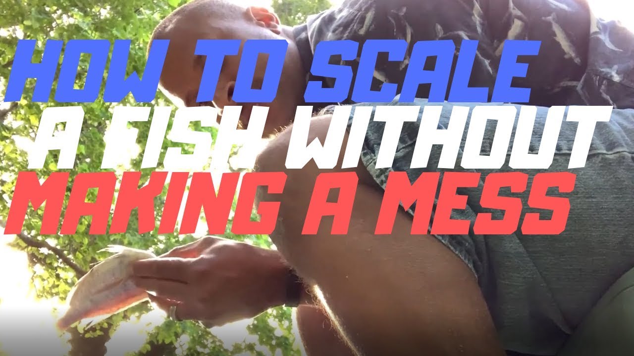 How To Scale A Fish Without Making A Mess - No Flies! - No Stains! - No ...