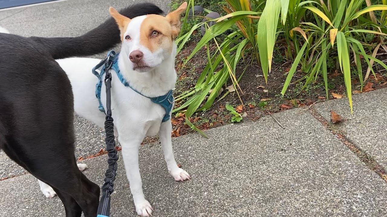 Dog Walk Daily. Days 5-8: Cutest Moments of Rescued Carolina Dog & Lab ...