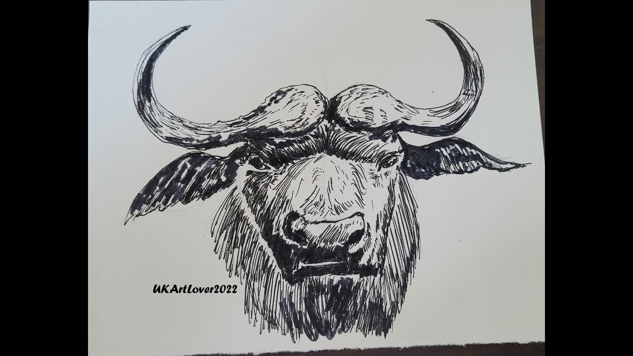 Water Buffalo Head - Pencil drawing - Line Art - Fast Forward - YouTube