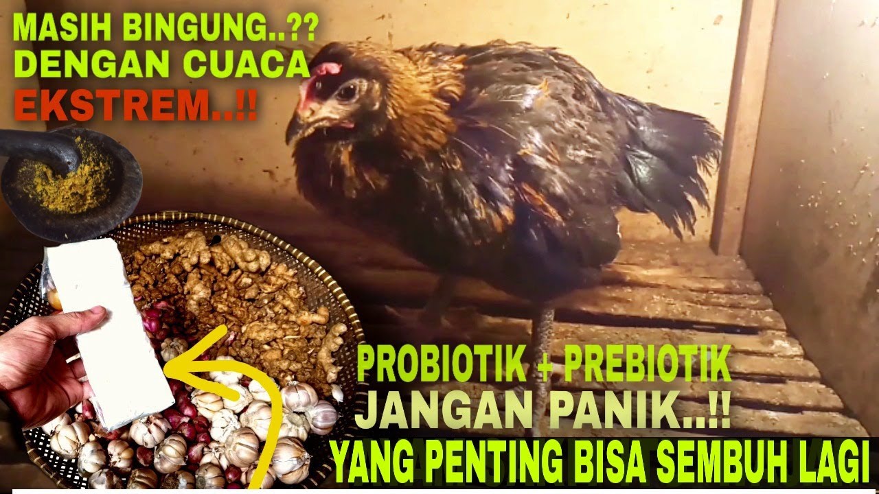 CARA MENGOBATI AYAM BERAK HIJAU - YouTube