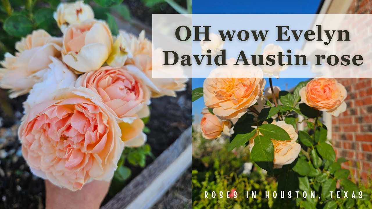 A bouquet of Evelyn roses - Evelyn rose by David Austin - YouTube