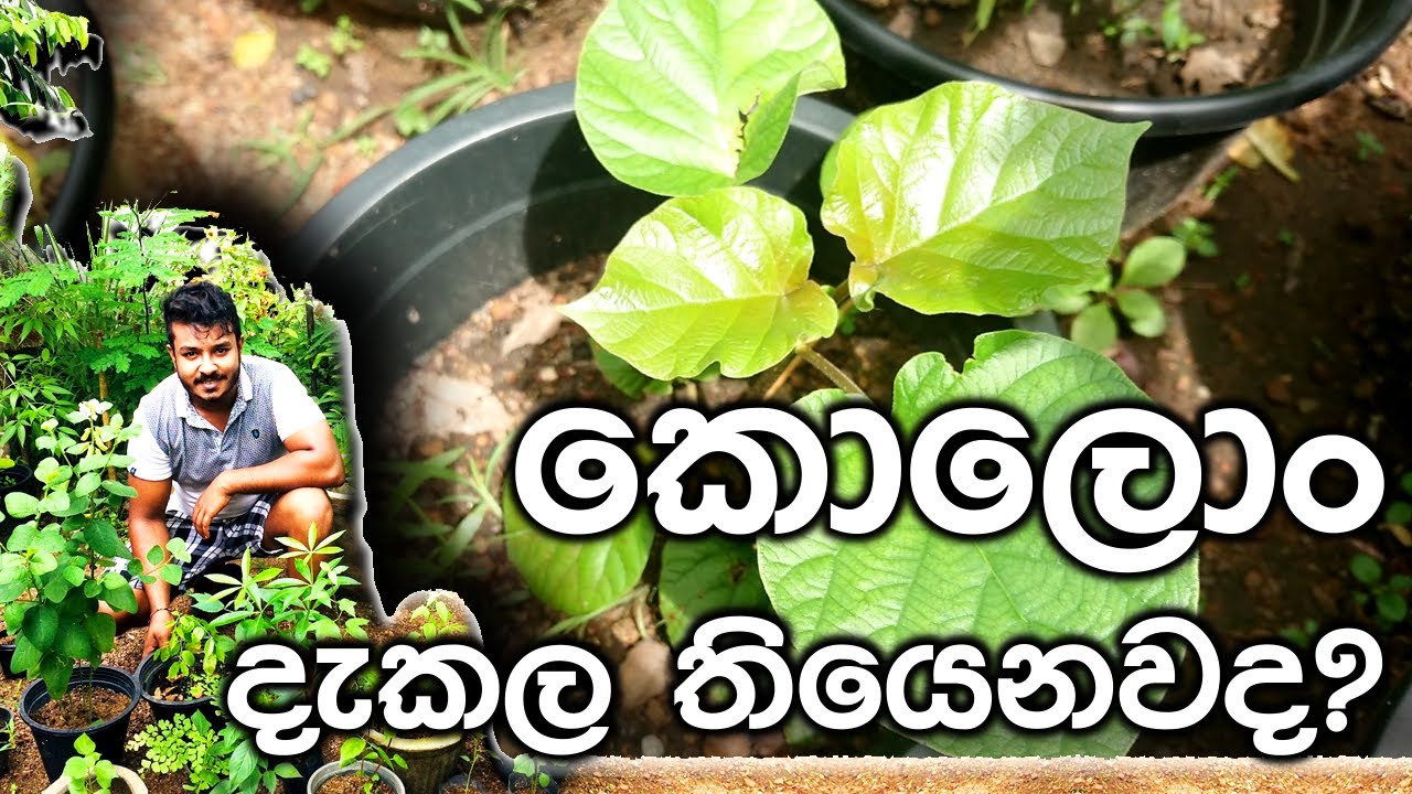 කොලොං දැකලා තියෙනවද? මේ තියෙන්නේ කොලොං | Kolon Tree - YouTube