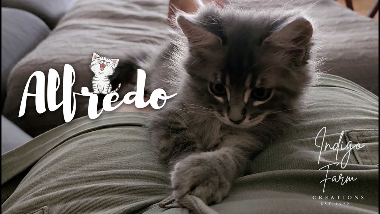 Cute kitten playing and grooming. Alfredo the Cat! - YouTube