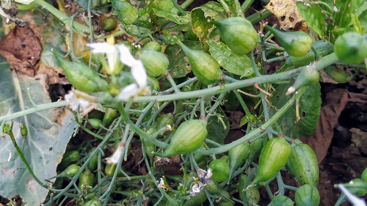 Radish Fruits (Raphanus sativus) - are they edible? - YouTube