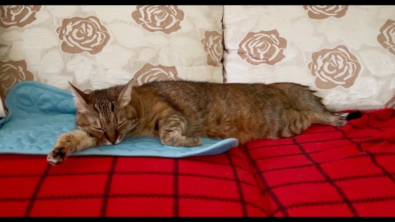 Watch cute cats nap for three hours with music - YouTube