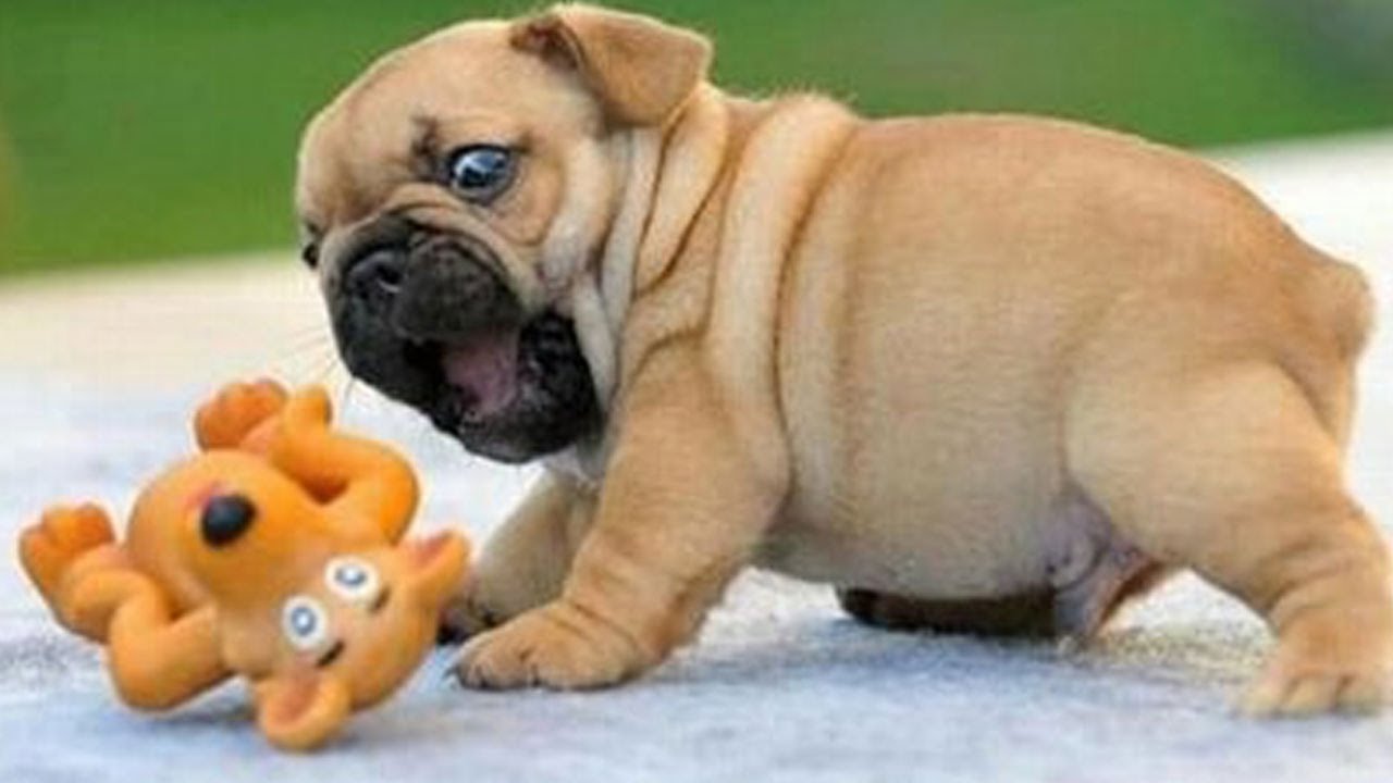 Funny Dog Videos || Compilation 2016 || Best Of Funny Guilty Dogs ...