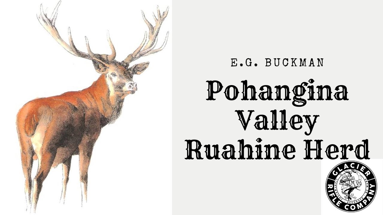 The Ruahine Herd E G Buckman; Pohangina Valley, Western Ruahine Range ...