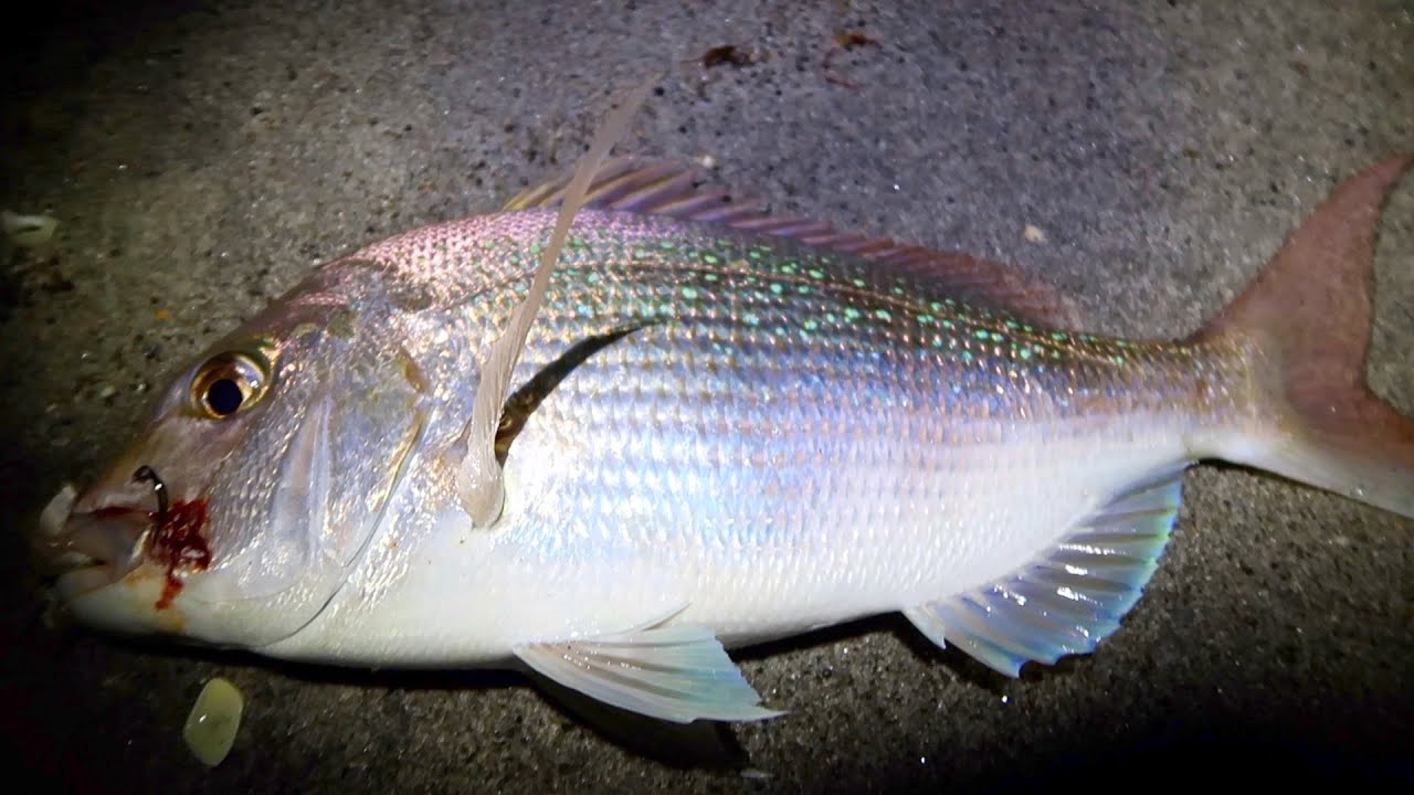 Big Moon Snapper Beach Fishing Catch and Cook - YouTube