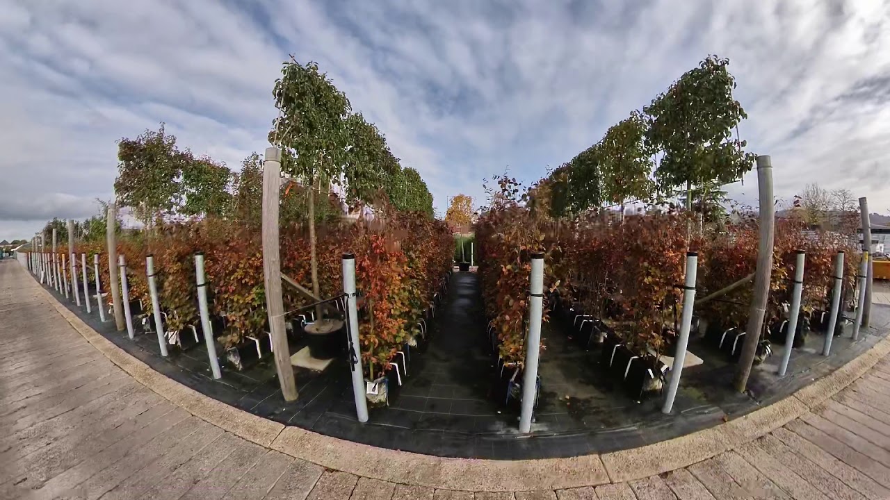 Purple Beech ReadyHedge Readybags - 140-160cm tall hedging - Autumnal ...