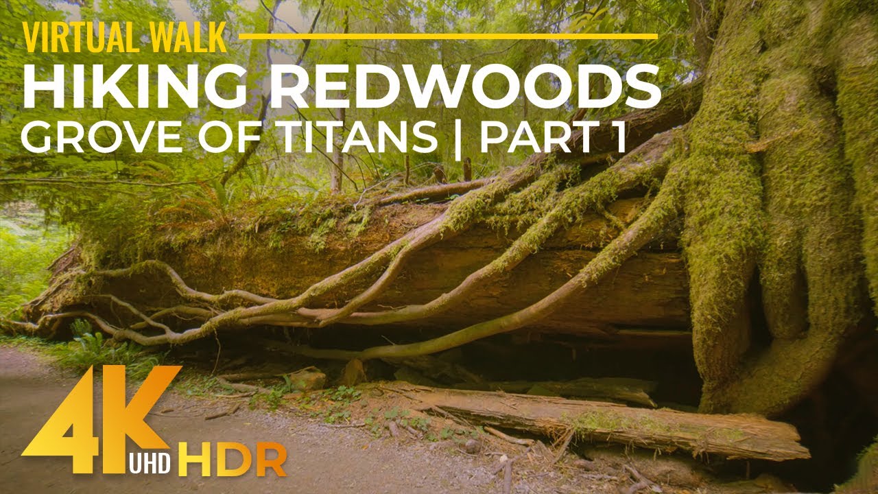 4K HDR Virtual Walk in Redwoods - Highest Trees & Forest Sounds - Hiking Grove of Titans Trail ...