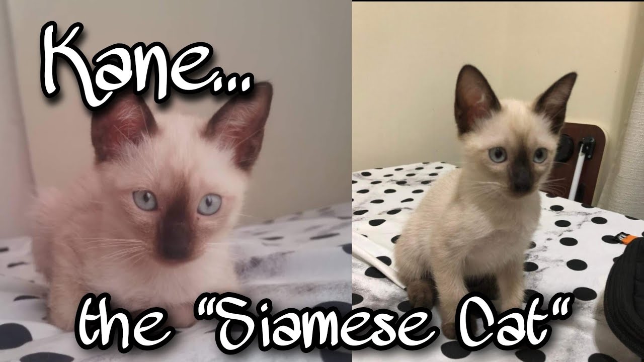 My Name is "KANE"//Siamese Cat//The New Member of the Family - YouTube
