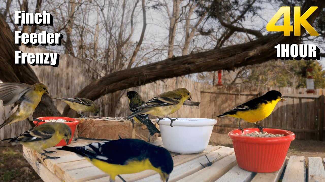 1 Hour of Birds 🐦Feeder Highlight 4K! 🐤🐥 Gold Finch Takeover! - YouTube