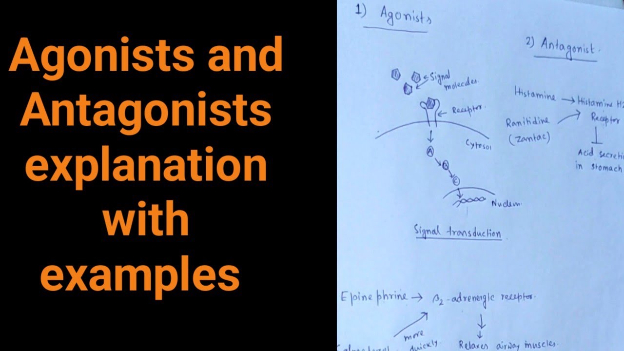 Agonists and Antagonists | Agonists example | Antagonist example with ...