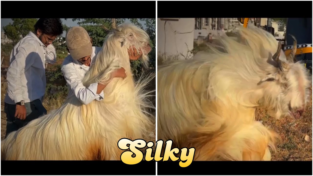Affan’s Silky - Smooth and Beautiful Kashmiri Goat in Pune, India - YouTube