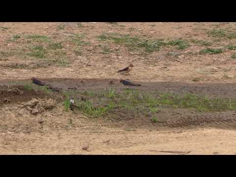 Hirondelle rousseline (Cecropis rufula) European Red-rumped Swallow