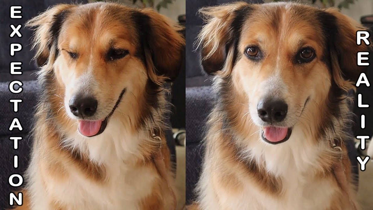 Owning An English Shepherd Dog: Expectations vs Reality - YouTube
