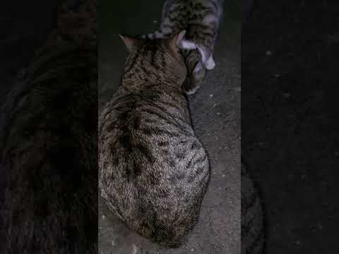 Koyun tavuklarini yiyen sisman kedi.