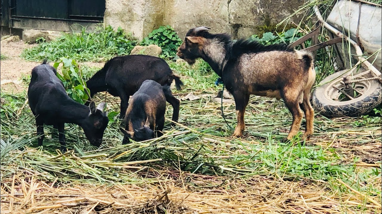 How Many Goats Can You Put On 1 Plot Of Land ? - YouTube