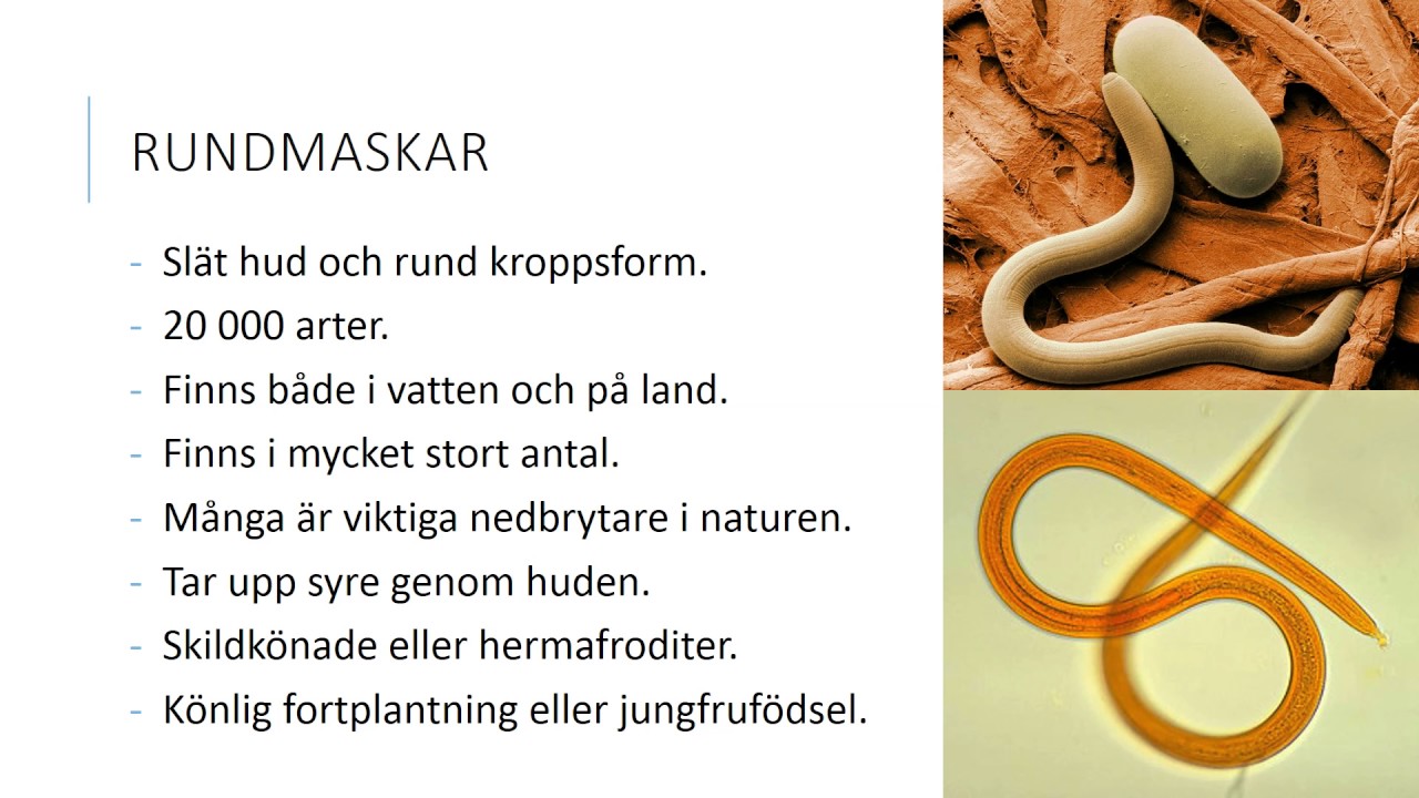 Rundmaskar - YouTube