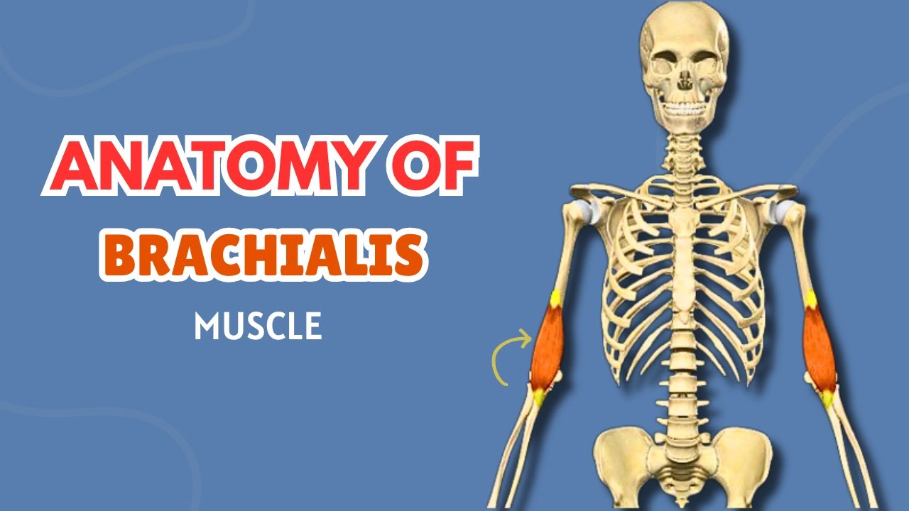 Brachialis Muscle Anatomy | Anterior Arm Muscle | Doctor Speaks - YouTube