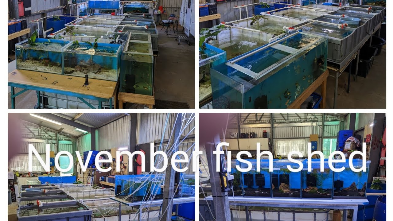 November fish shed update - YouTube