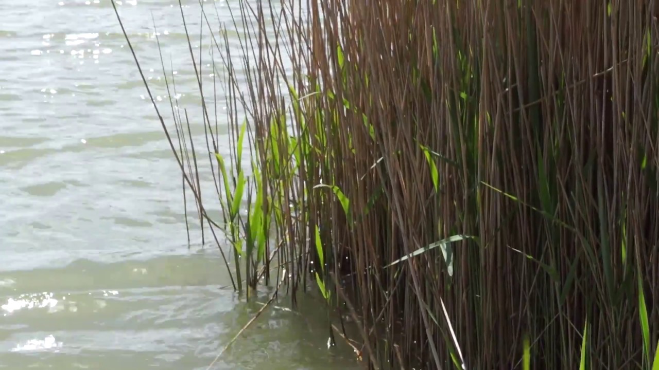 Rook Lake - Rookery Waters Overview - YouTube