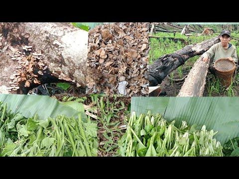 hnub no mus de nceb de zaub os tuaj pom tej no mas kho siab tshaj li os - YouTube