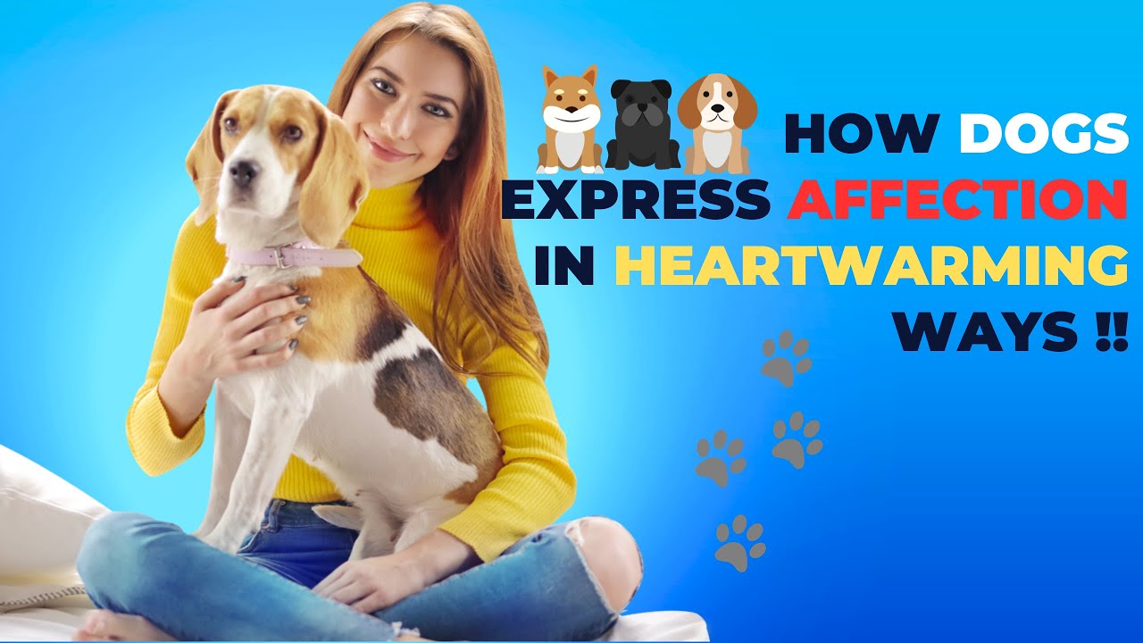 the-best-things-dogs-can-do-to-show-affection-to-their-human-friend