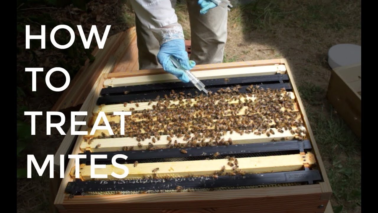 Mite Mitigation: How to do an OA Dribble -- Bee Vlog #21, 2018 - YouTube