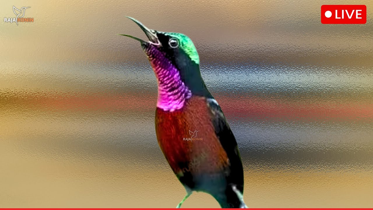 Hummingbird Song Nature Sounds - Relaxing Bird Sounds for Sleeping ...