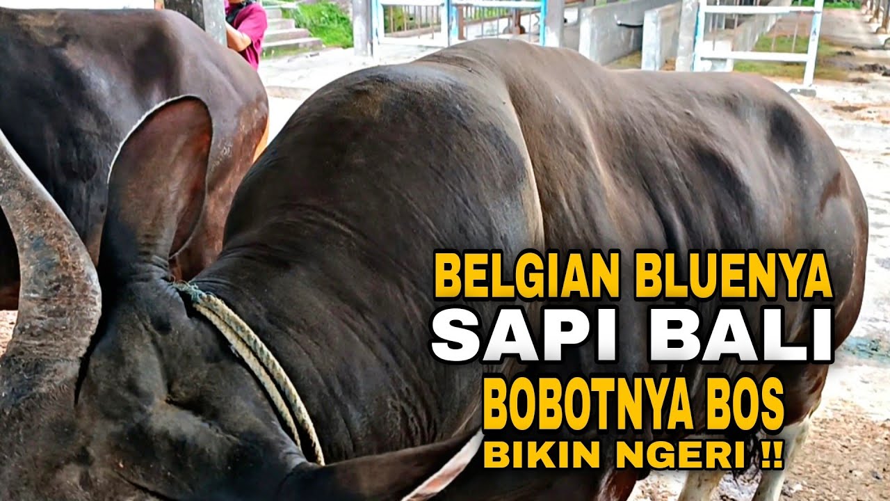 KALIAN SUDAH TAU, GAK 🤔 ⁉️ TERNYATA BEGINI MODEL TRANSAKSI SAPI DI ...
