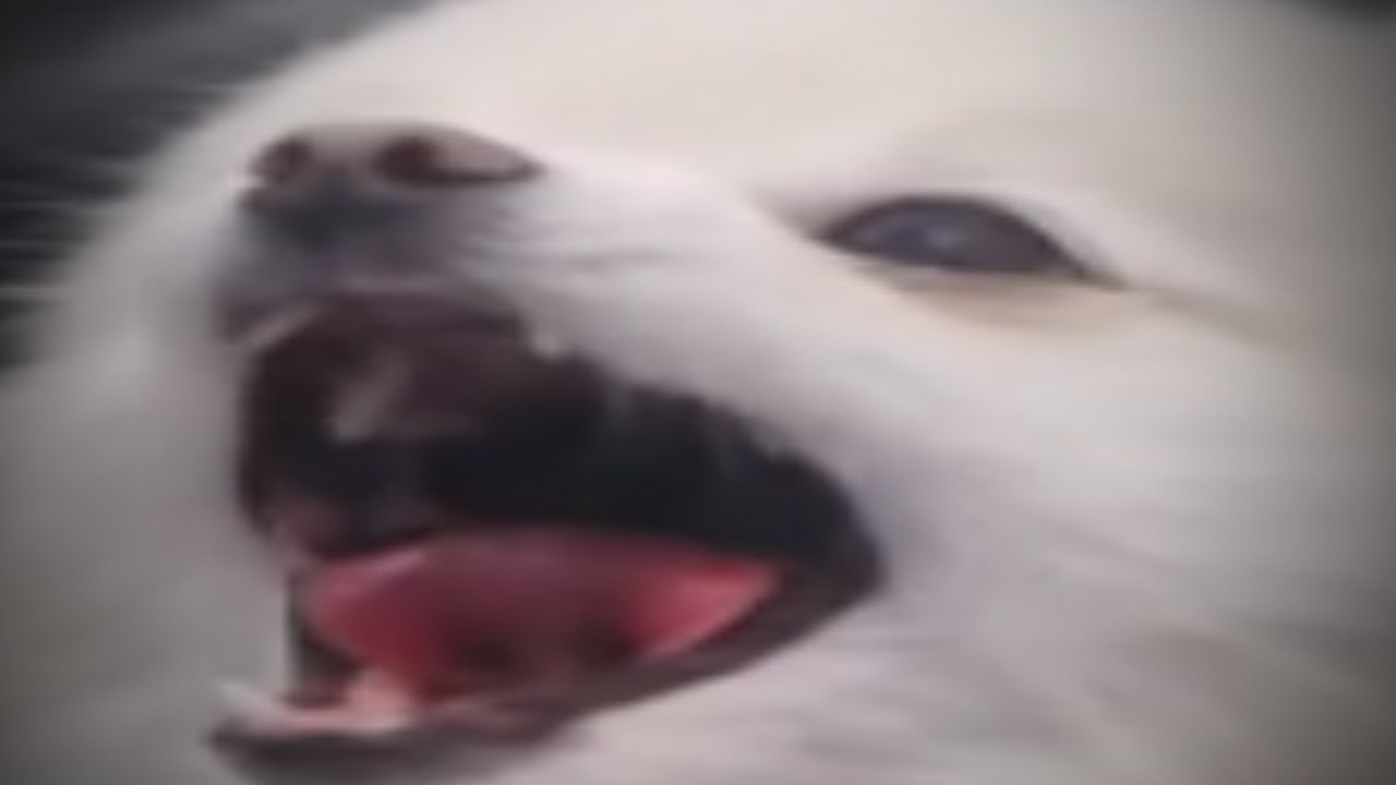 Its ya boi meme but its Temmie and davinki - YouTube