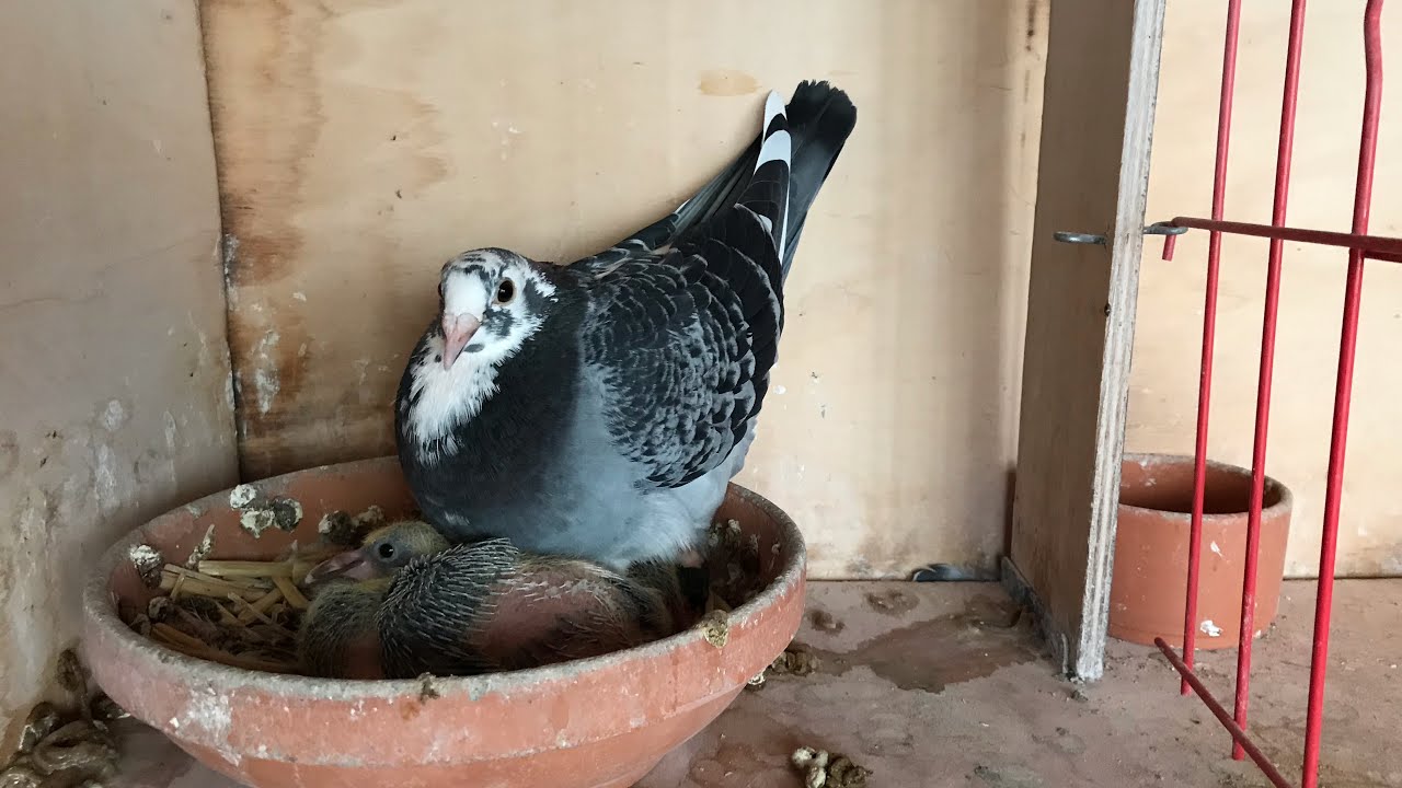 Belgian Racing Pigeons : Birds Are Back in SHAPE !!! Really good ...