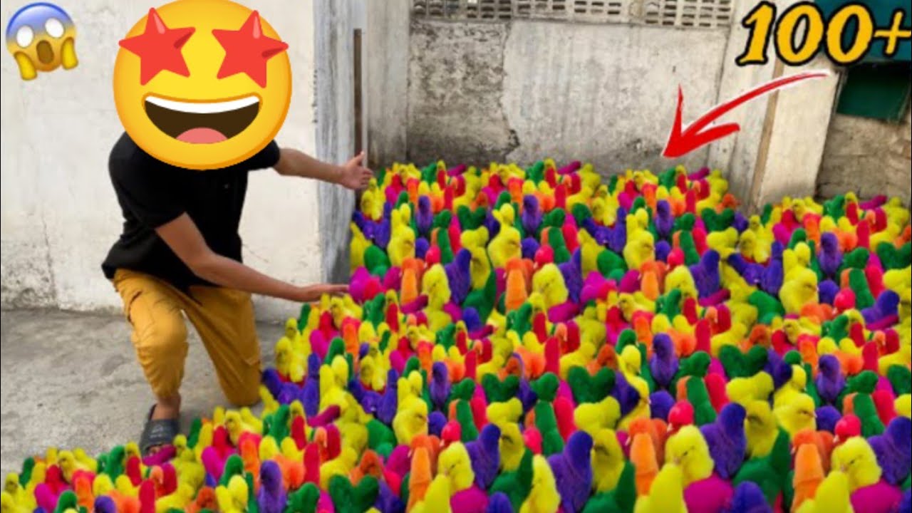 Mini Zoo Mein 100+Colourfull Chicks Kesay Nikal Aye😱 - YouTube