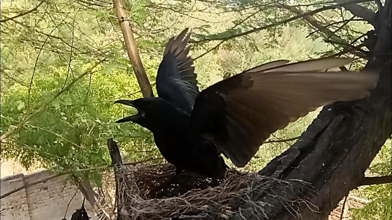 Black drongo bird is with babies @birdswithme107 - YouTube