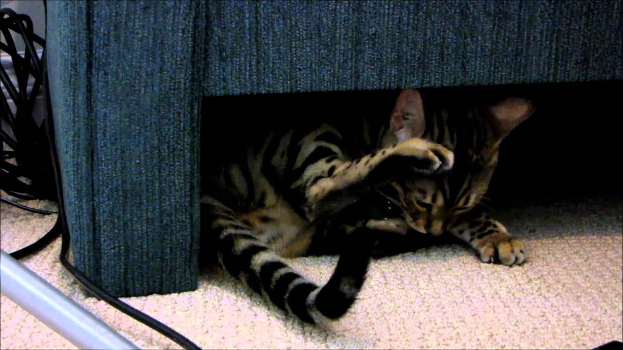 Rocket Chases a Ball Under the Chair Linus Cat Tips - YouTube