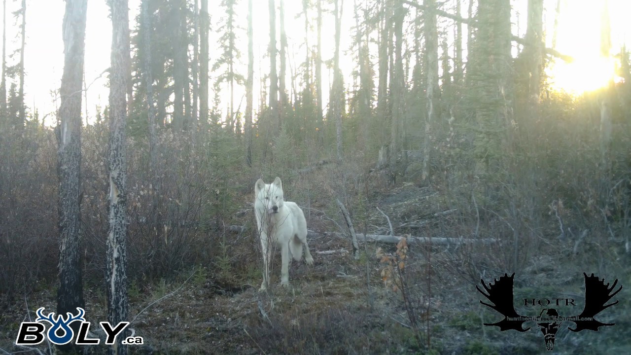 Yukon trail cam 2019 - YouTube