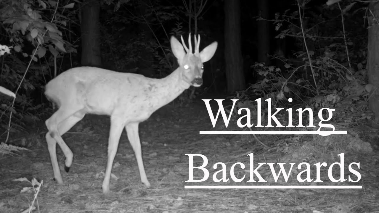Forest Animals Walking Backwards - Trail Camera Footage 2020 Reversed ...