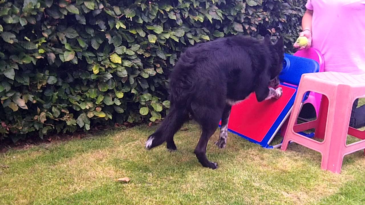 Teaching Archie to use a Flyball Box: Session 1a - YouTube
