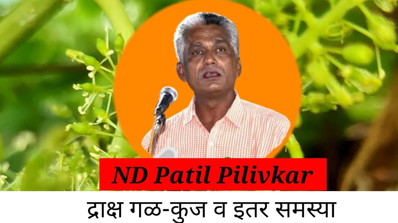 द्राक्ष गळ-कुज व इतर समस्या | nd patil pilivkar - YouTube