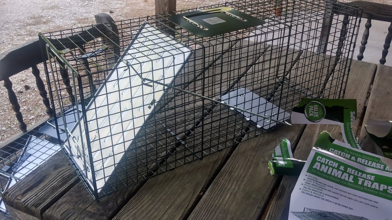 Setting a Live Trap for A Pesky Raccoon - YouTube