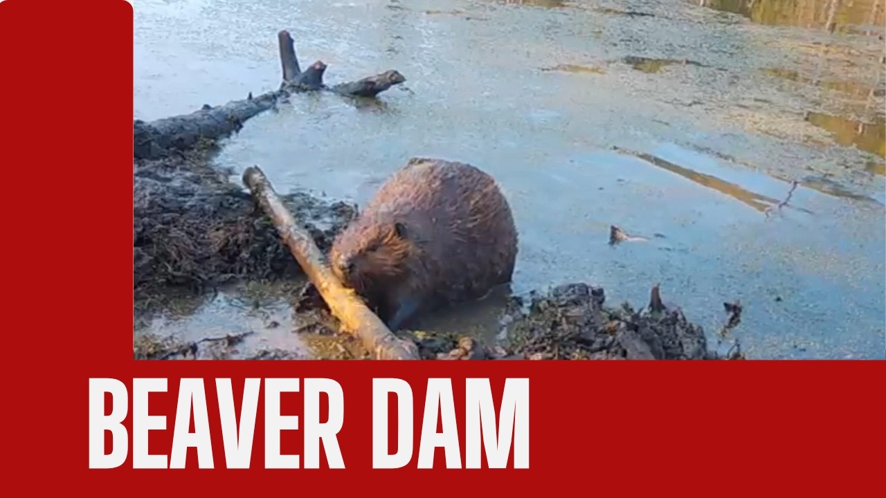 We Left Trail Cameras on a Beaver Dam for 3 Months! (Extended version ...