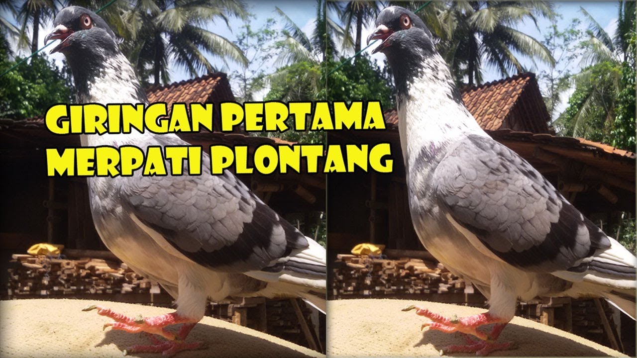 Giringan merpati plontang cito - YouTube