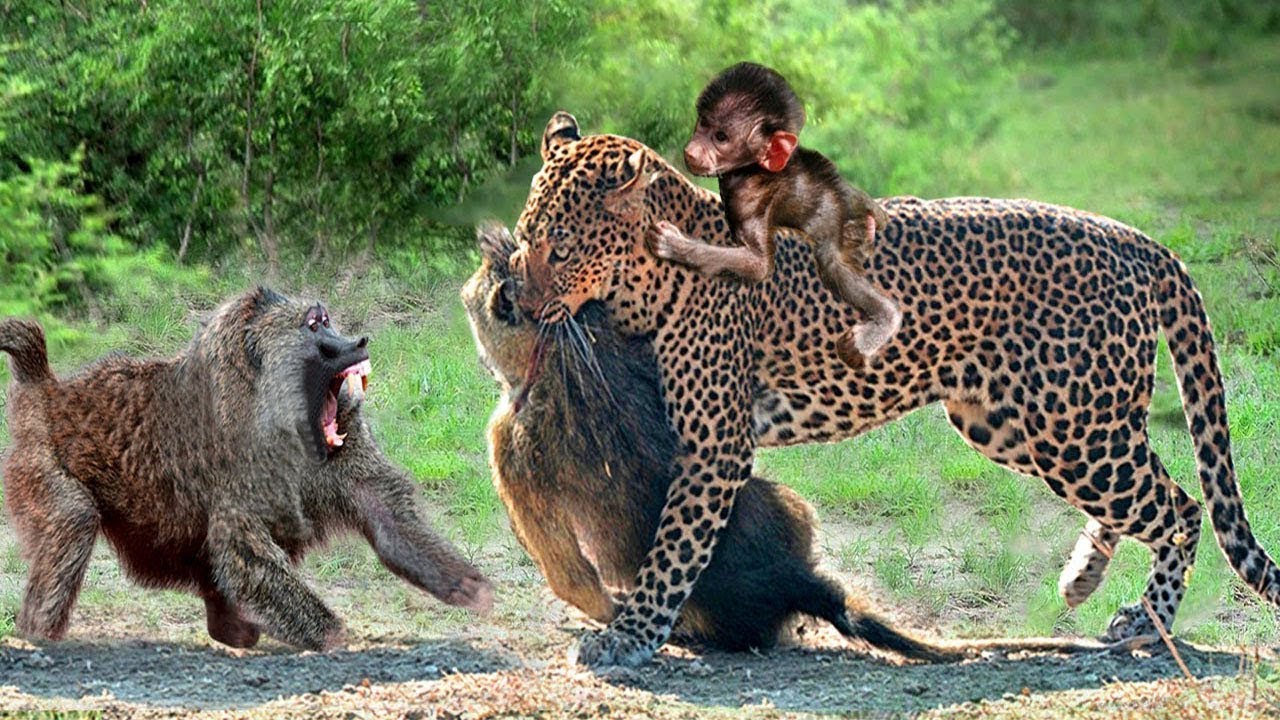 Leopard Jumps Up Tree Attacks Mother Monkey And Adopts Baby Monkeys ! Rare Story in the Wild ...