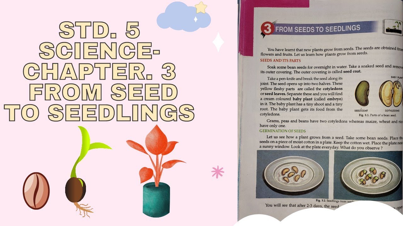 STD. 5 - SCIENCE - CHAPTER. 3 - FROM SEED TO SEEDLINGS | SCIENCE CLASS ...