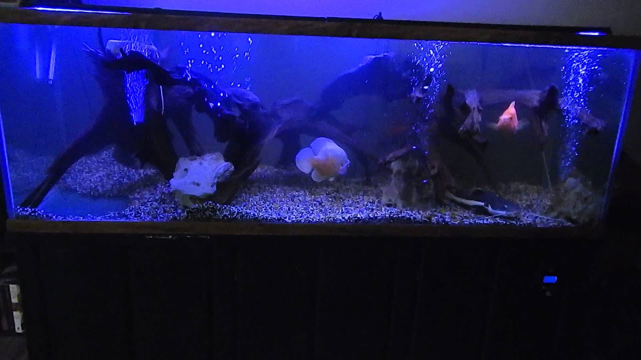 Current USA Orbit Marine Aquarium Wireless LED & Ramp Timer Pro 48 ...