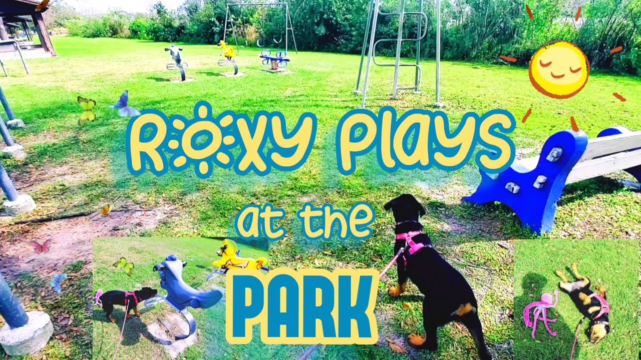 Rottweiler Puppy Plays at Park Playground - YouTube