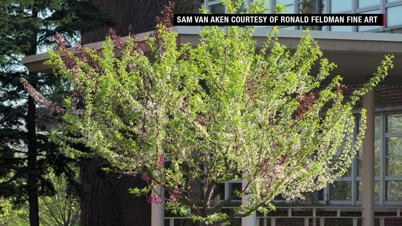 One tree grows 40 different types of fruit. - YouTube