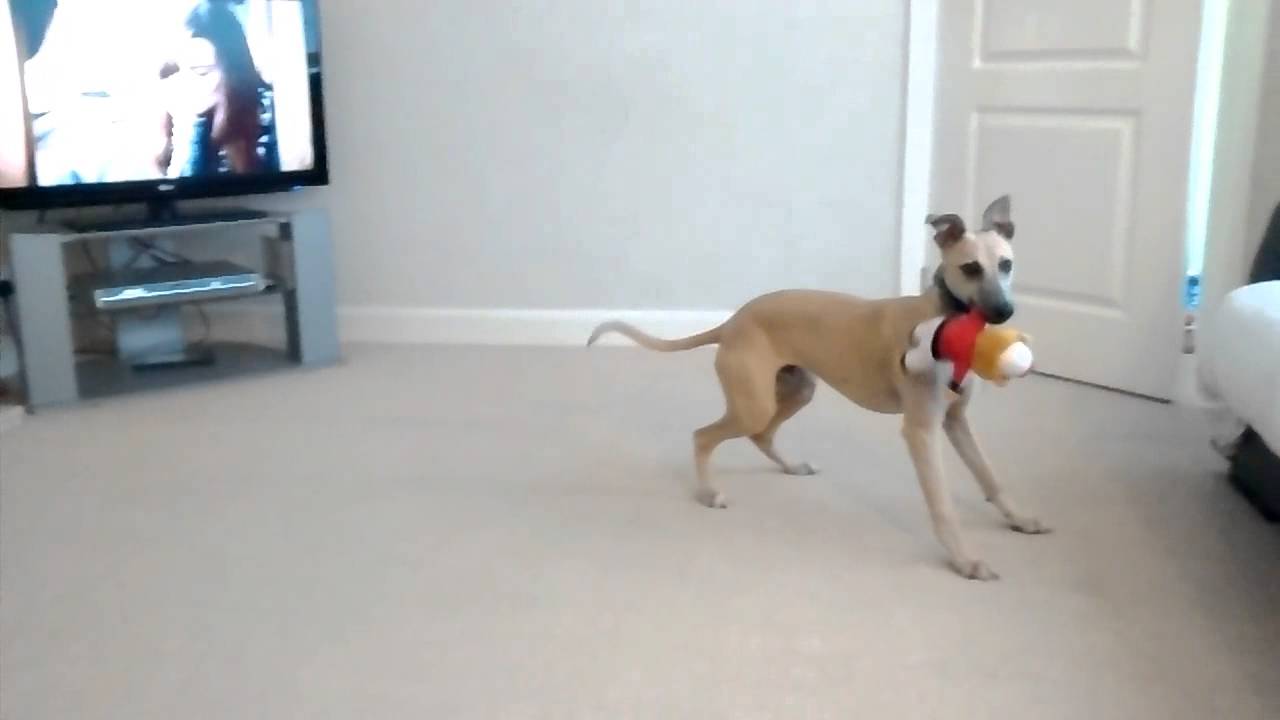 Crazy Spinning Whippet - YouTube
